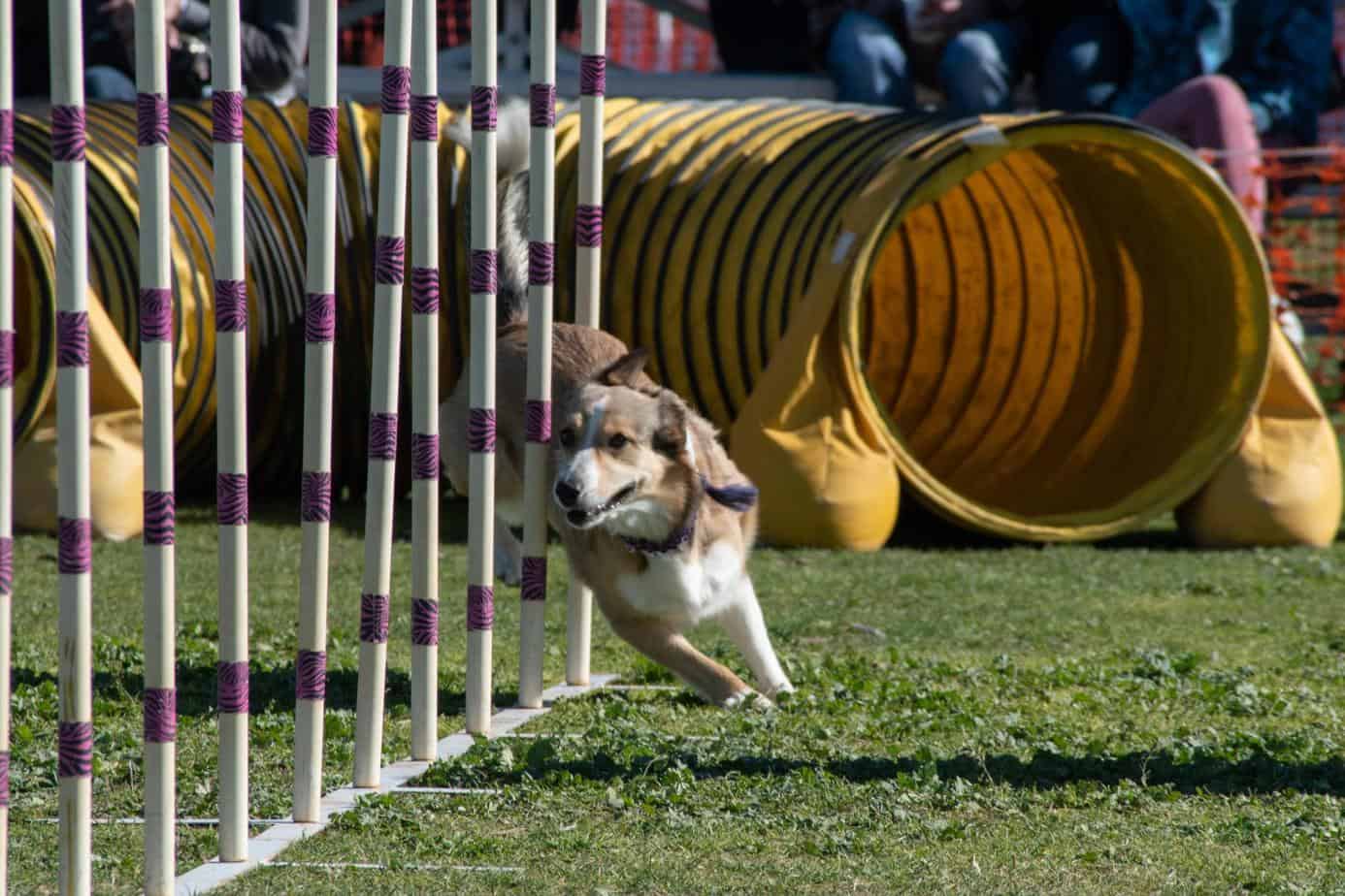 What You Need to Get Started in Dog Agility Training - Your Dog Advisor