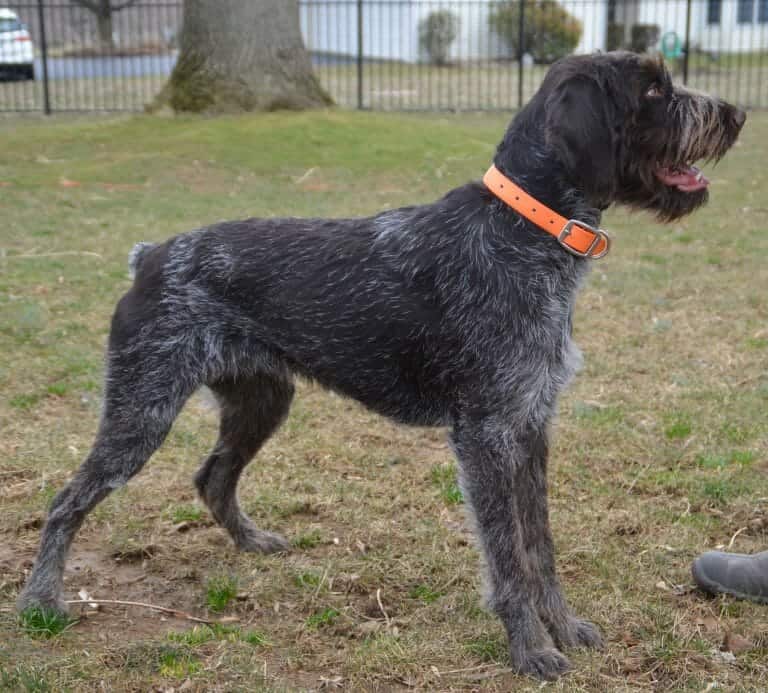 German Wirehaired Pointer Breed Information - 12 Things to Know | Your ...