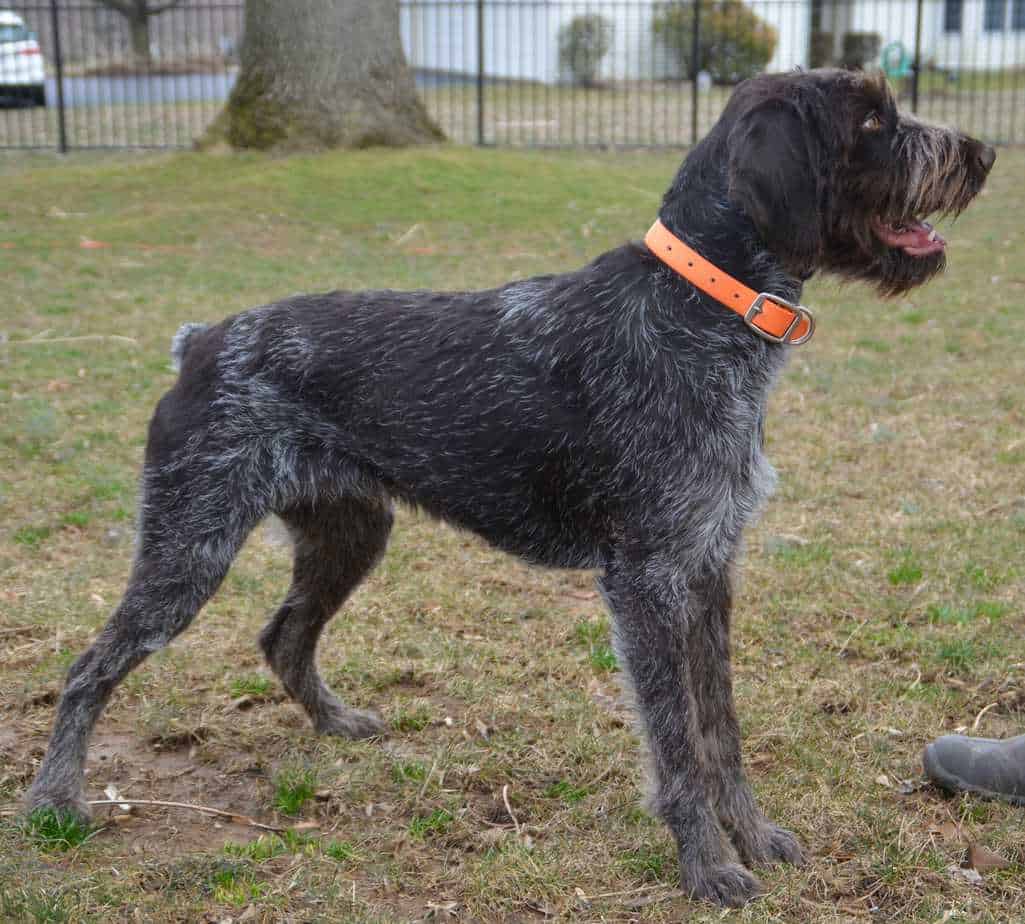 German Wirehaired Pointer Breed Information - 12 Things to Know | Your Dog Advisor