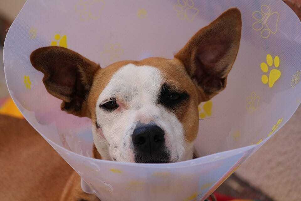 How to Care For Dogs Recovering From Surgery or an Injury - Your Dog ...