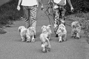How to Find a Good Dog Walker | Your Dog Advisor