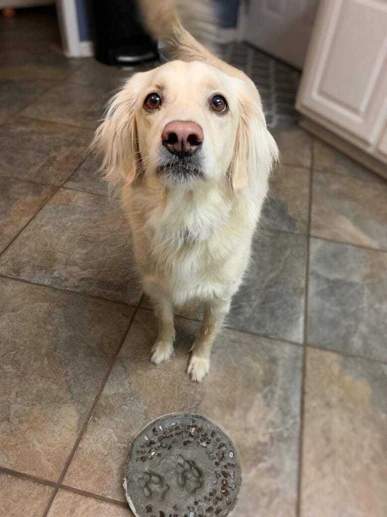DIY Dog Momentos: Best Ways to Remember Your Pets - Your Dog Advisor