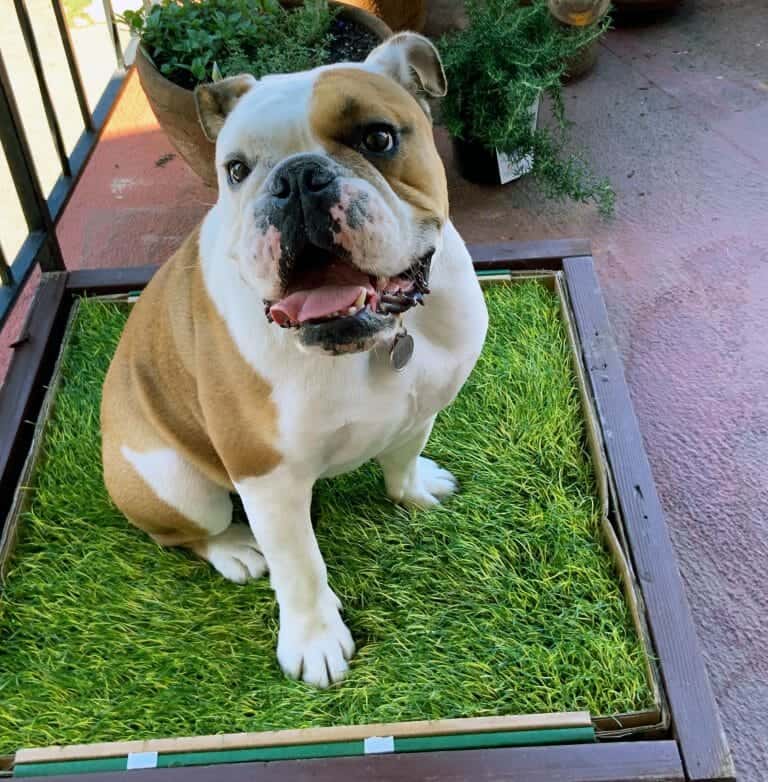 Fresh Patch Grass Review | Your Dog Advisor