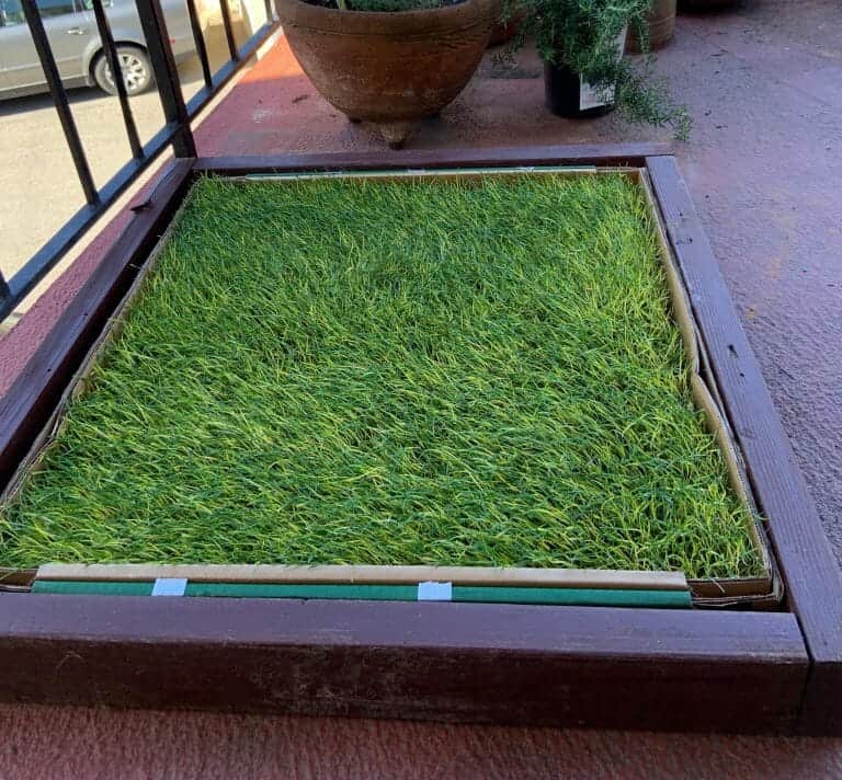 Fresh Patch Grass Review | Your Dog Advisor