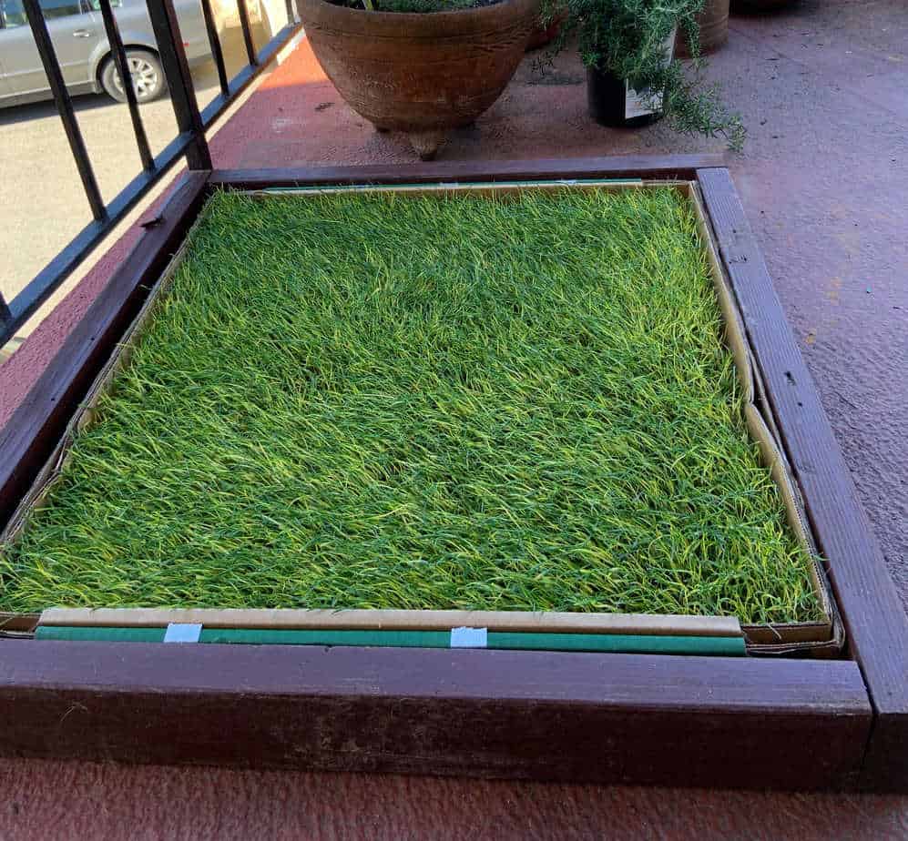 Fresh Patch Grass Review | Your Dog Advisor