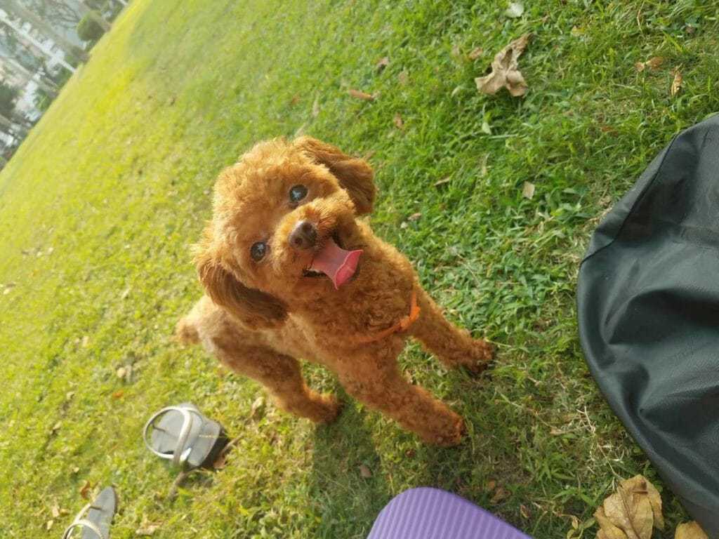 13 Things You Should Know About the Toy Poodle | Your Dog Advisor