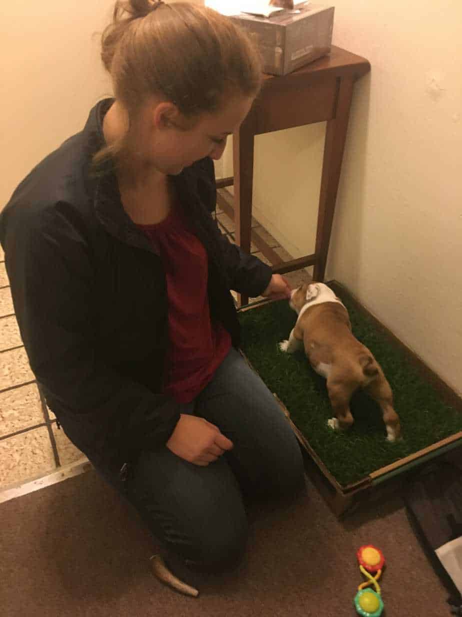 Fresh Patch Grass Review | Your Dog Advisor