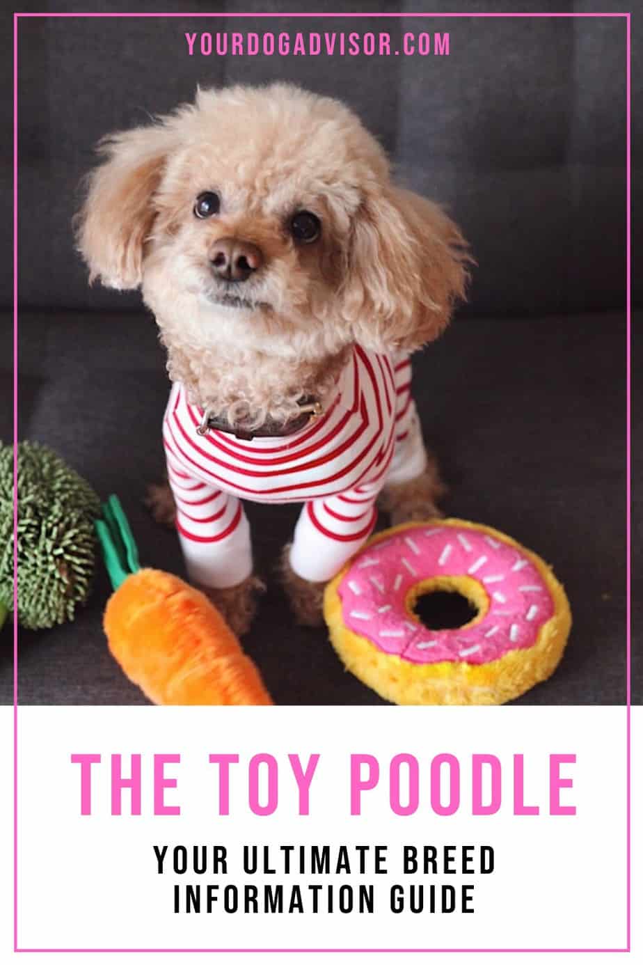 13 Things You Should Know About the Toy Poodle | Your Dog Advisor