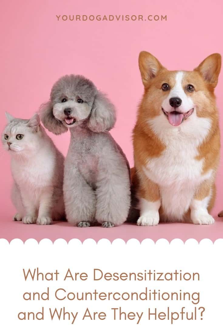 What Are Desensitization and Counterconditioning and Why Are They ...