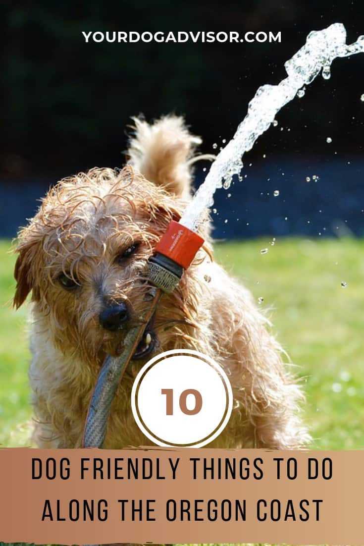 10 Dog Friendly Things to do Along the Oregon Coast | Your Dog Advisor