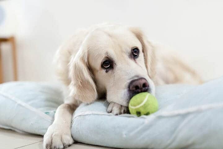7 Signs your Dog May be Depressed and What You Can Do About It | Your ...
