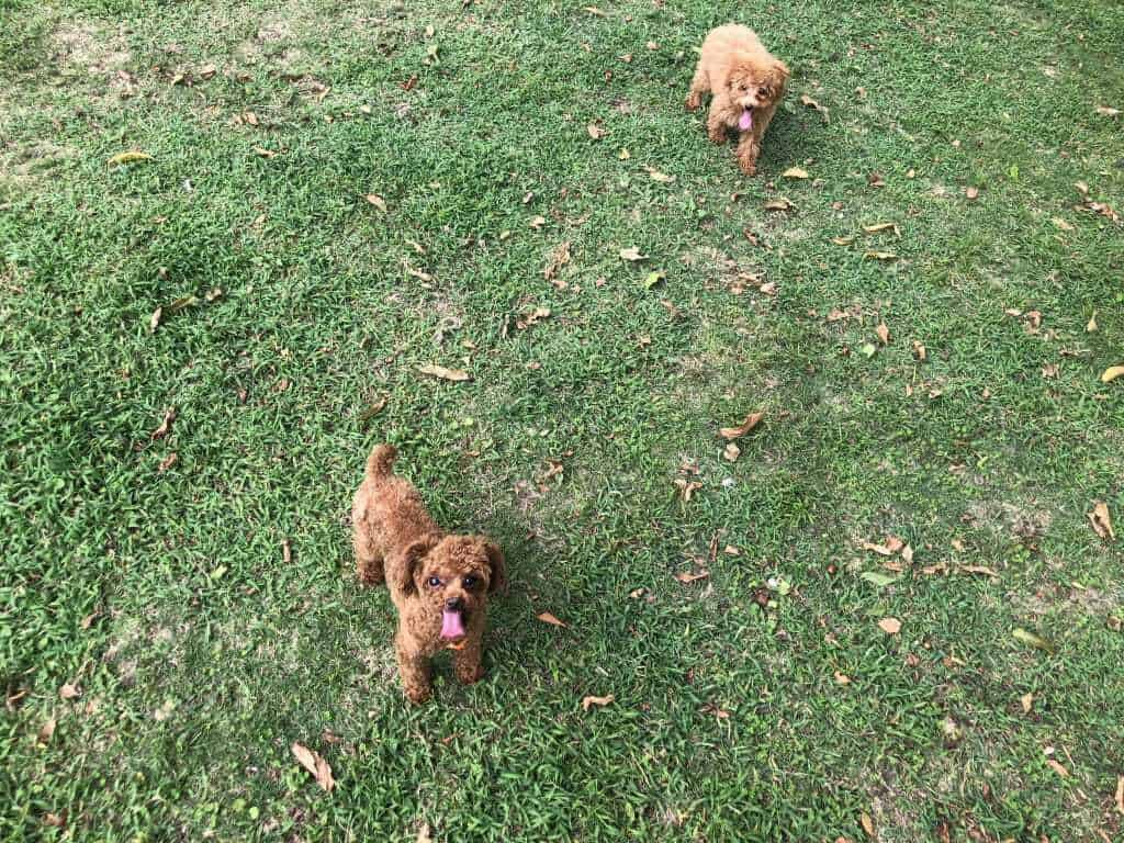 13 Things You Should Know About the Toy Poodle | Your Dog Advisor