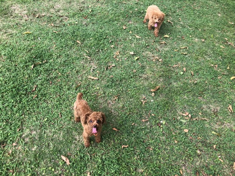 13 Things You Should Know About the Toy Poodle | Your Dog Advisor