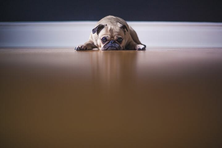 7 Signs your Dog May be Depressed and What You Can Do About It - Your ...