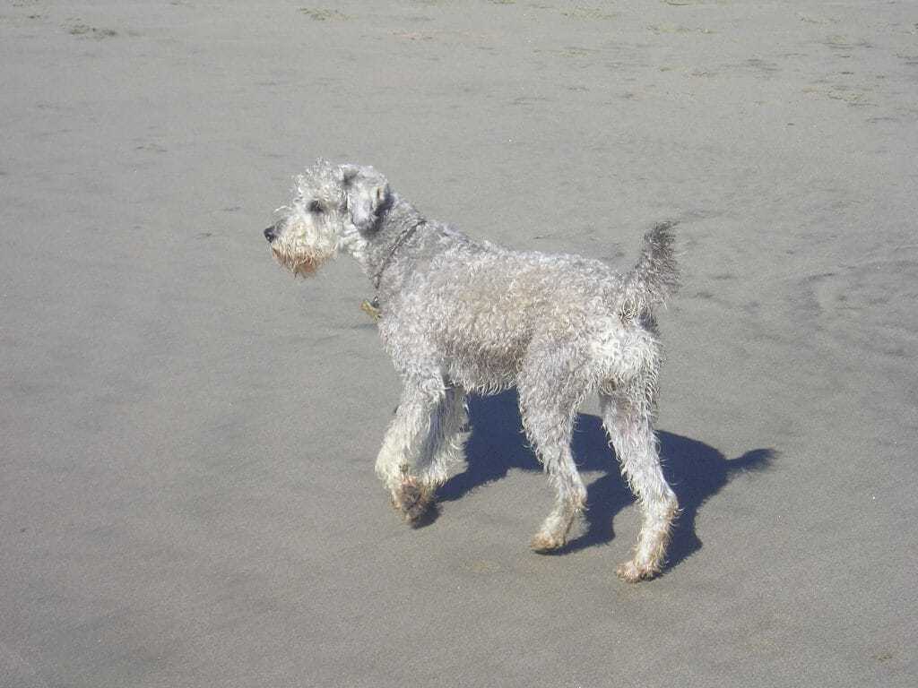 11 Things You Should Know About the Schnoodle | Your Dog Advisor