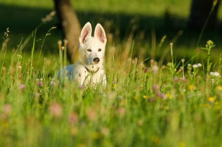 White German Shepherd: 10 Things You Might Not Know | Your Dog Advisor
