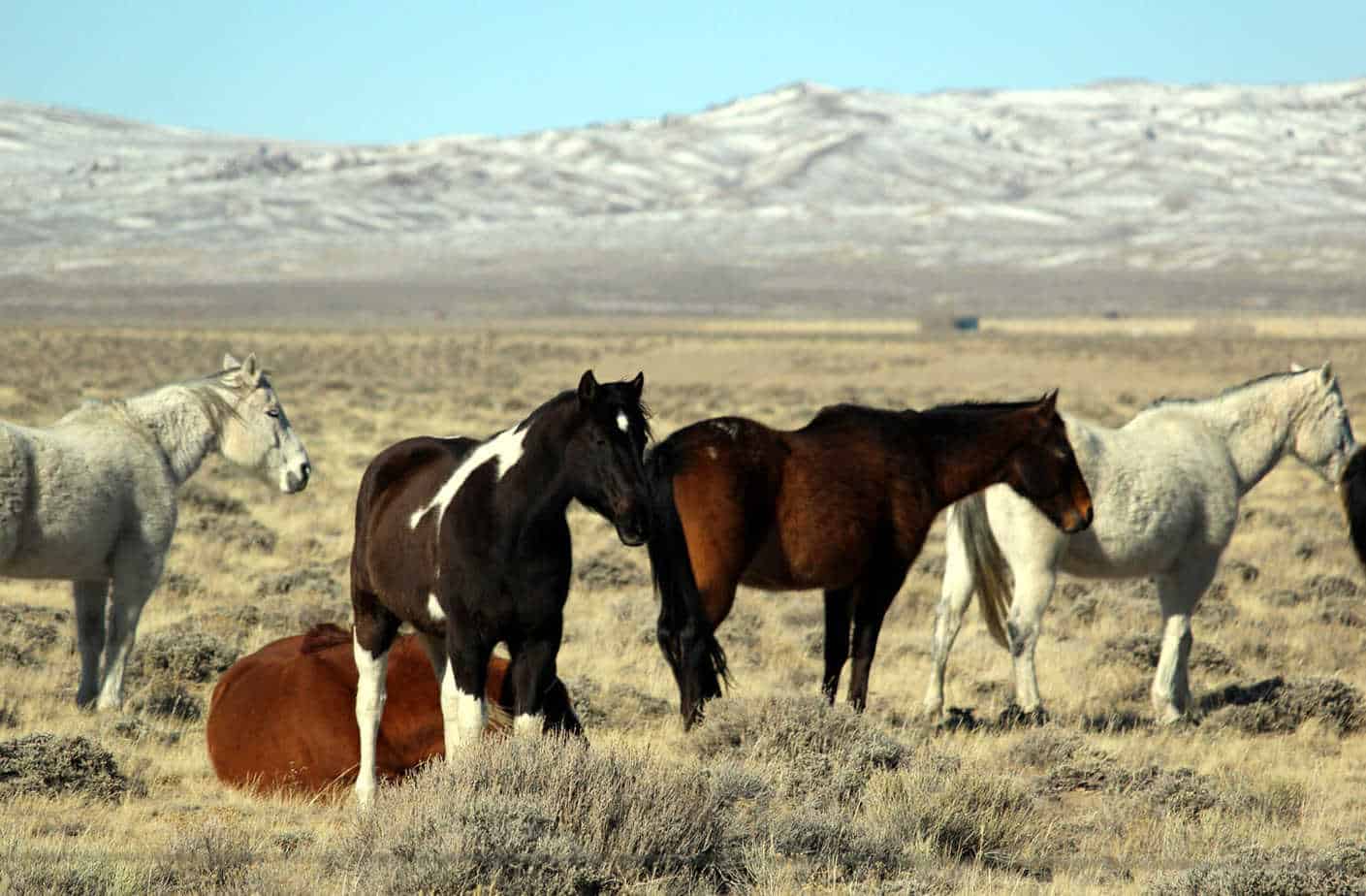 10 Places in Wyoming to Visit With Your Dog | Your Dog Advisor