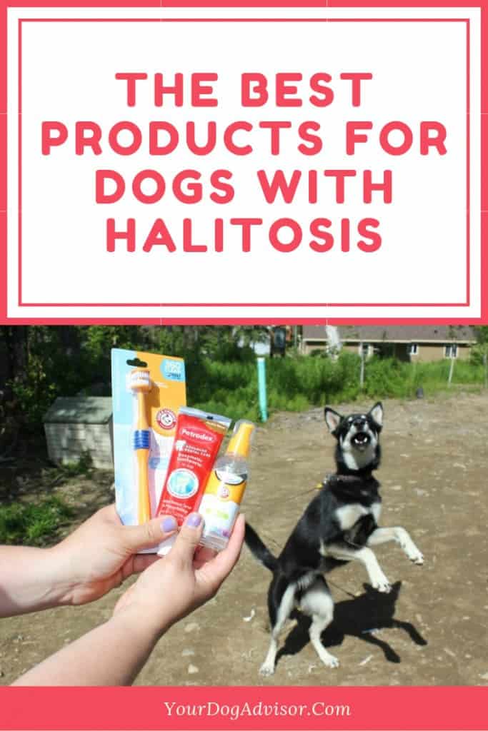 The Best Products for Dogs With Halitosis | Your Dog Advisor