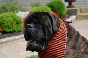 16 Things You Should Know about the English Mastiff | Your Dog Advisor