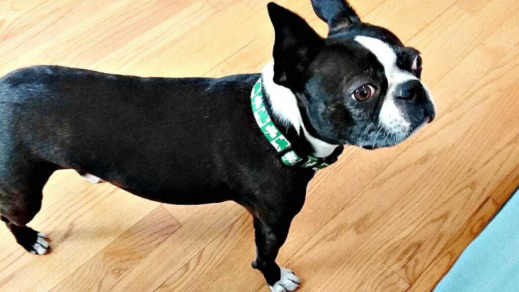 Luxating Patella In Dogs - Why It Happens And How To Deal With It ...