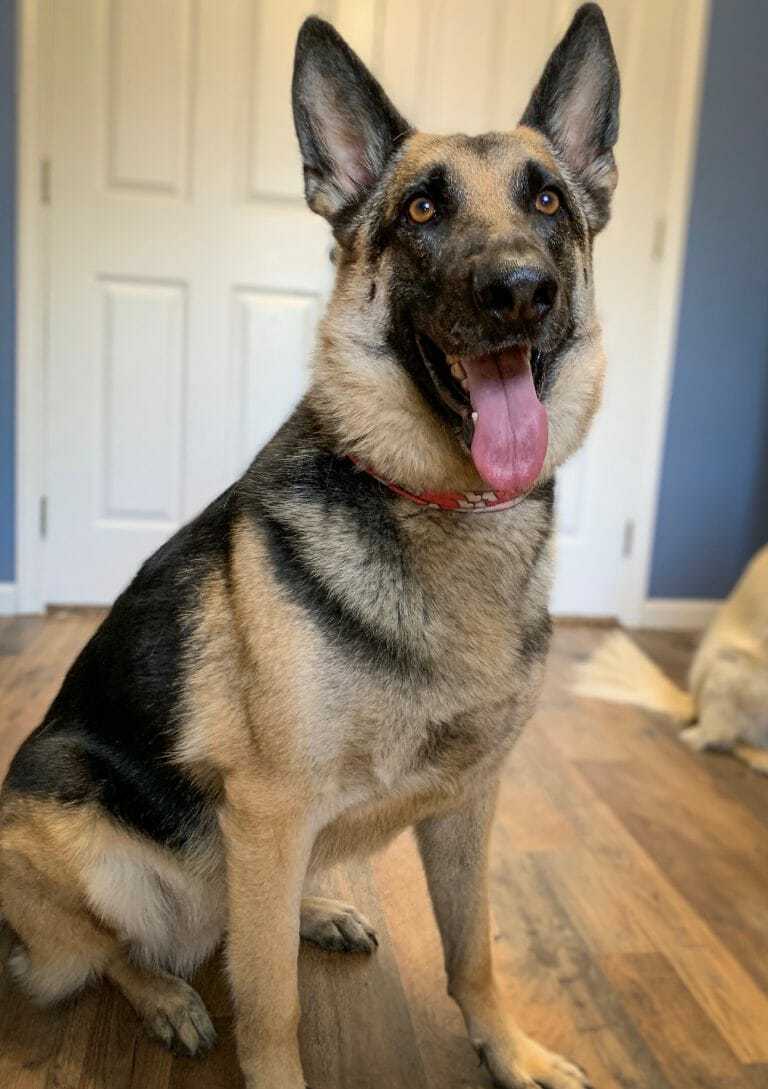 13 Things You Should Know About the German Shepherd | Your Dog Advisor