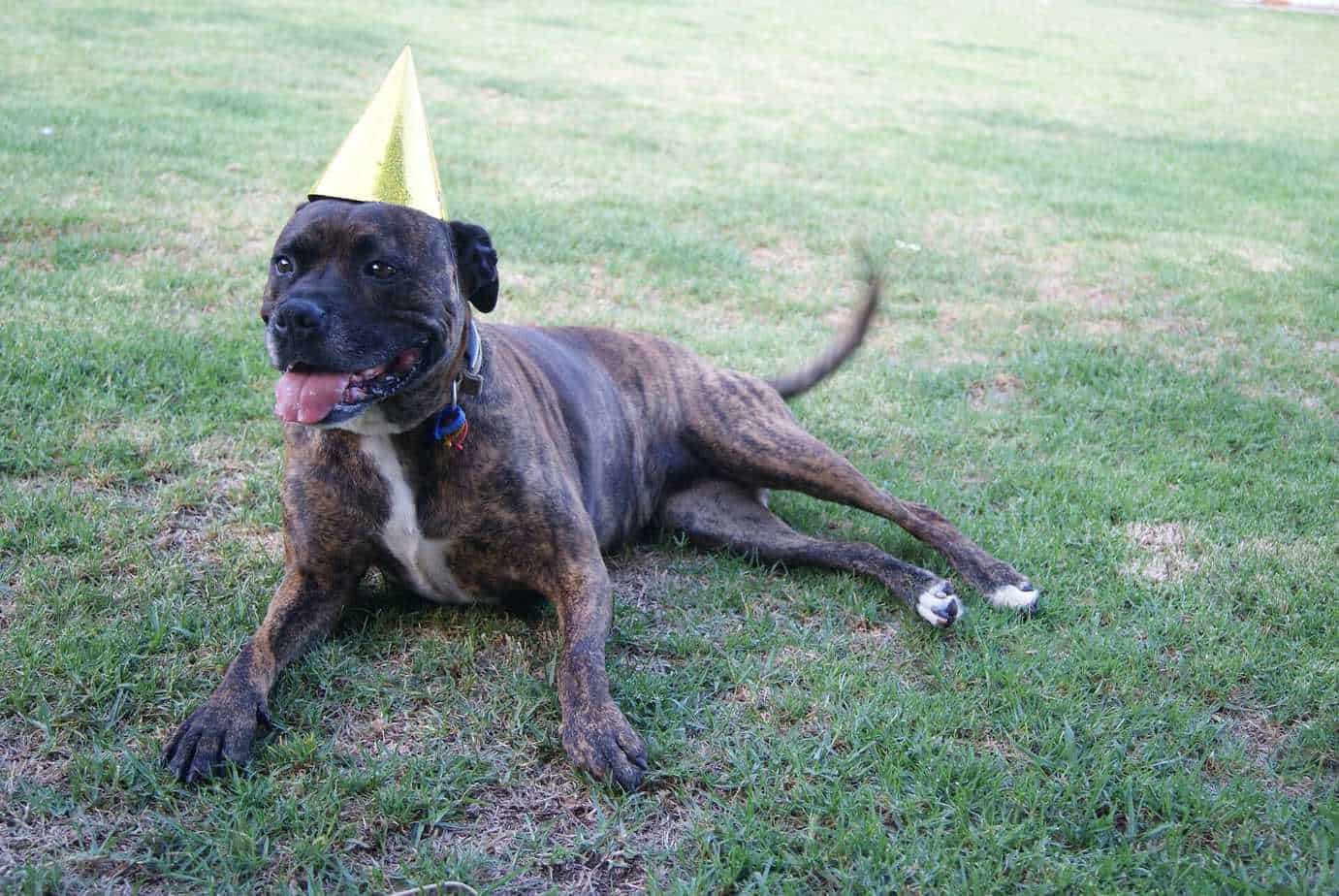 10 Things You Should Know About the Staffordshire Bull Terrier | Your ...