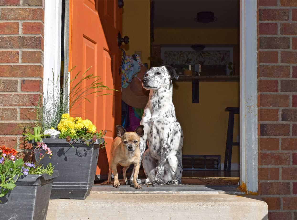 The Wait Command: How to Teach This Versatile Behavior and Why It’s ...