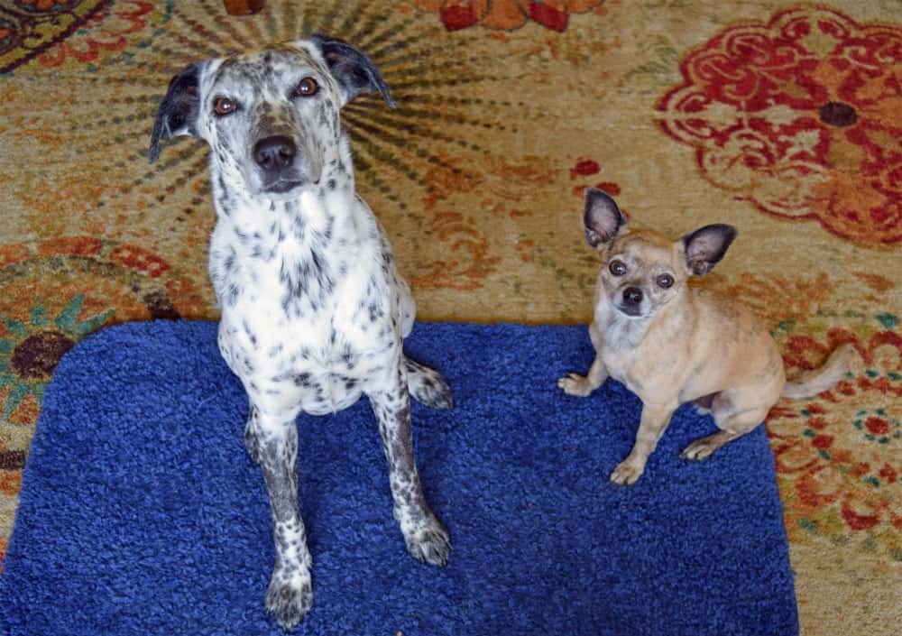 How to Teach Your Dog the Place Command | Your Dog Advisor