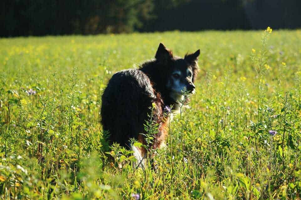Dog Anaphylaxis: What It Looks Like and What to Do If It Happens to ...