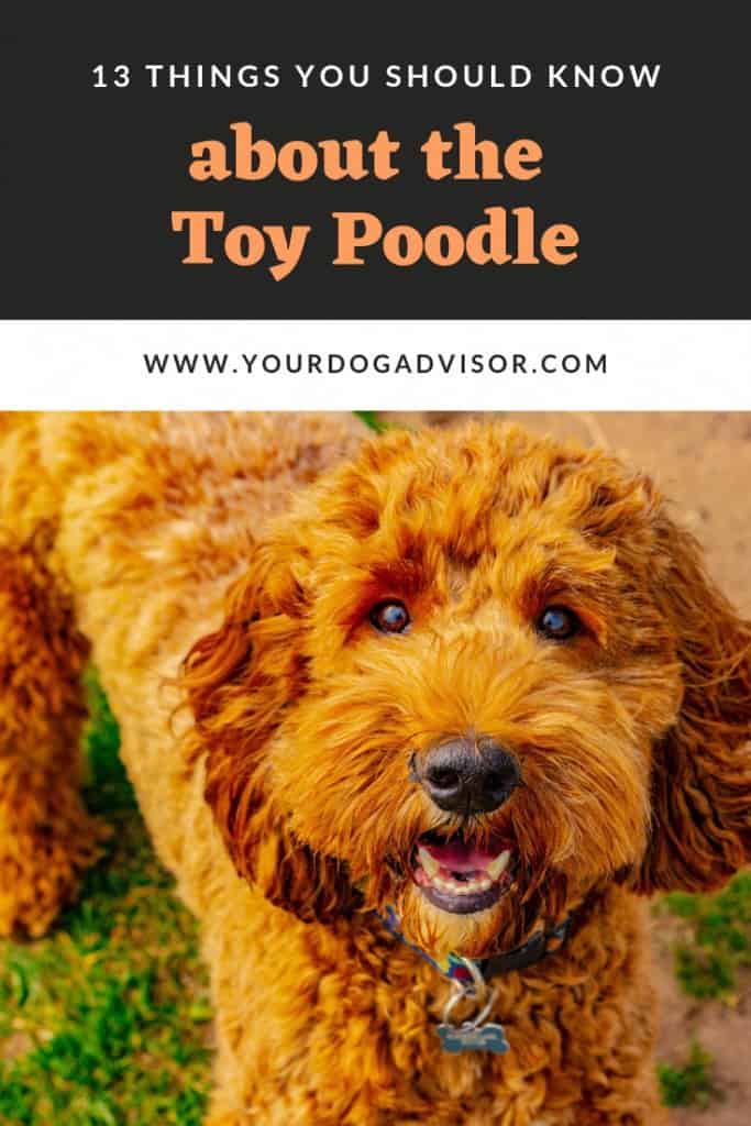 13 Things You Should Know About the Toy Poodle | Your Dog Advisor