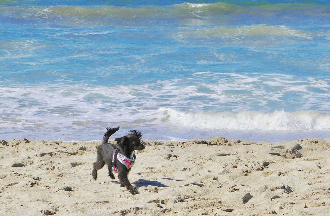 The Essential Guide to Summer Beach Days with Your Dog - Your Dog Advisor