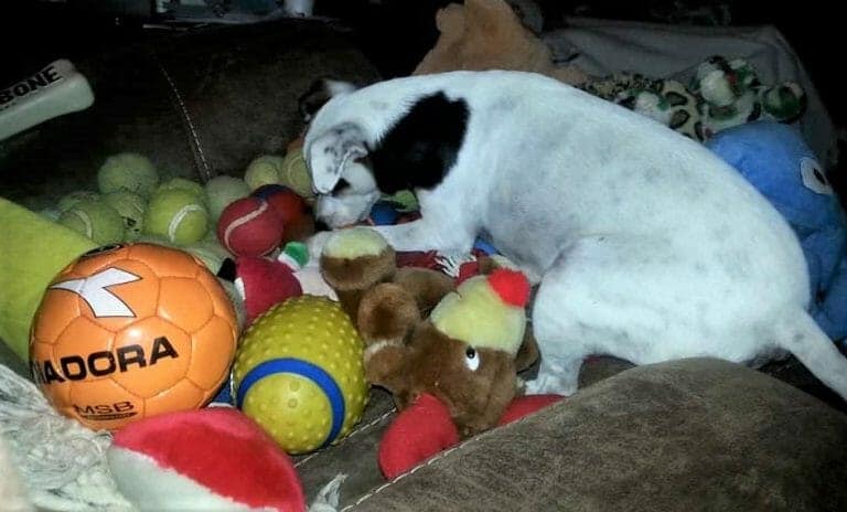 How to Teach your Dog to Fetch | Your Dog Advisor