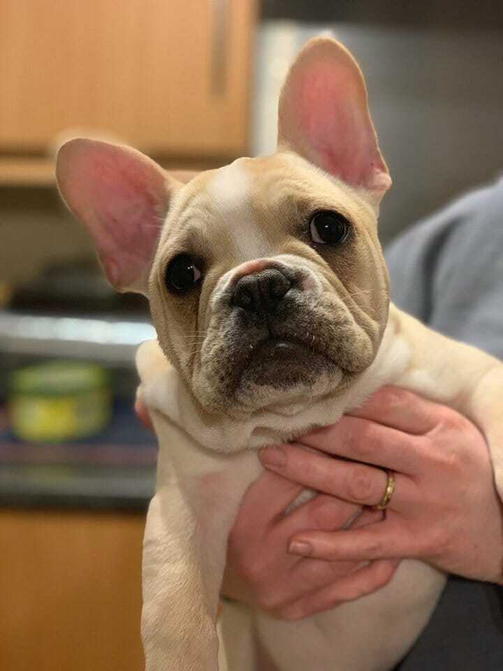 11 Reasons Why Bully Breeds Make the Best Companions | Your Dog Advisor