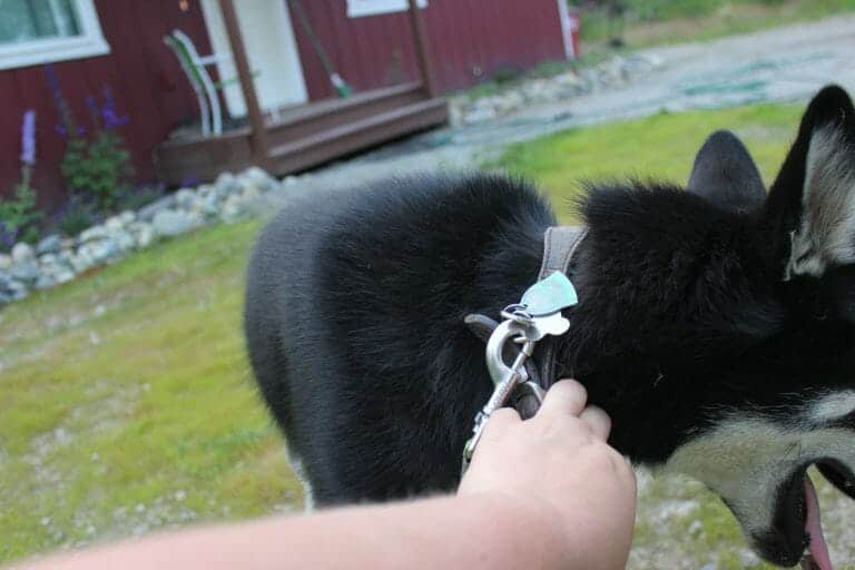 Why Chi Products for Dogs Are Totally Worth It | Your Dog Advisor