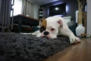 Is Your Dog Autistic? Possible Symptoms and Treatment | Your Dog Advisor