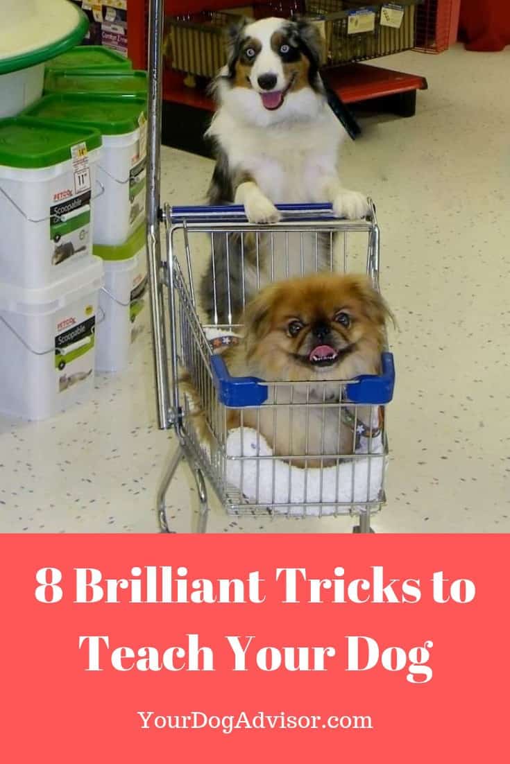 8 Brilliant Tricks to Teach Your Dog | Your Dog Advisor