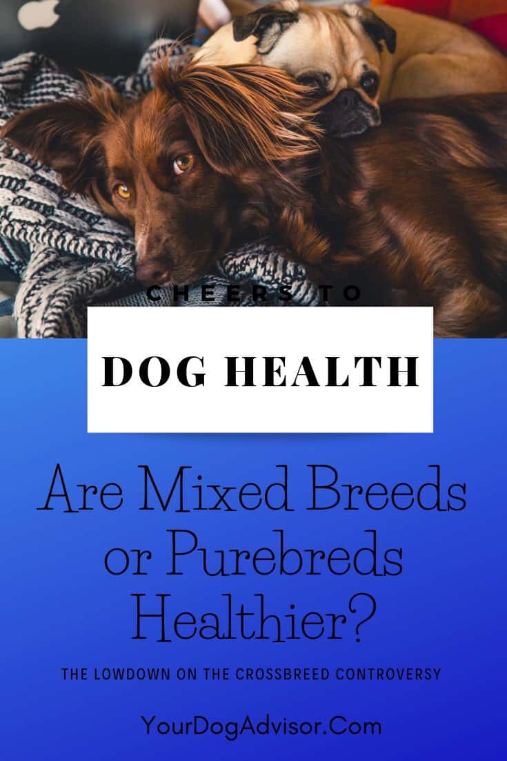 Are Mixed Breeds Or Purebred Dogs Healthier Your Dog Advisor