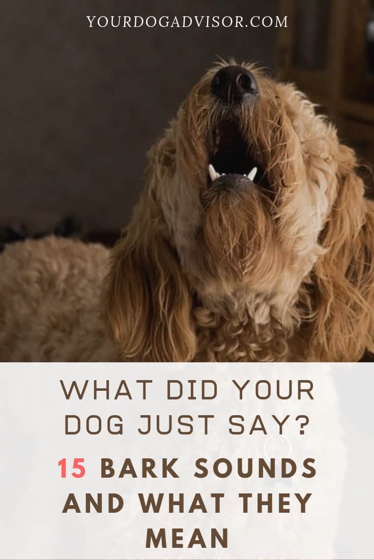 What Did Your Dog Just Say? 15 Bark Sounds and What They Mean | Your ...