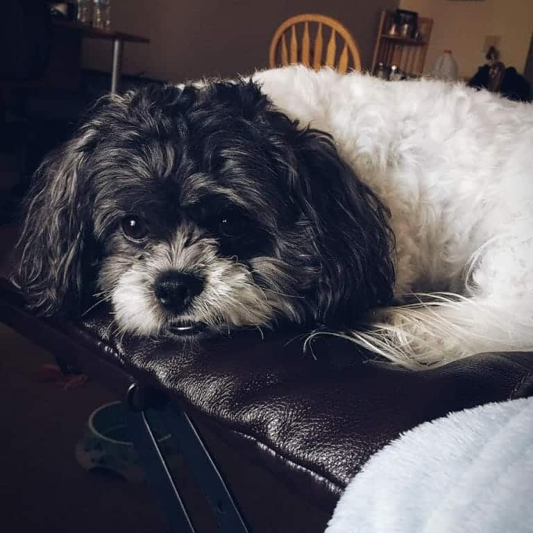 12 Things You Should Know About the Peekapoo | Your Dog Advisor