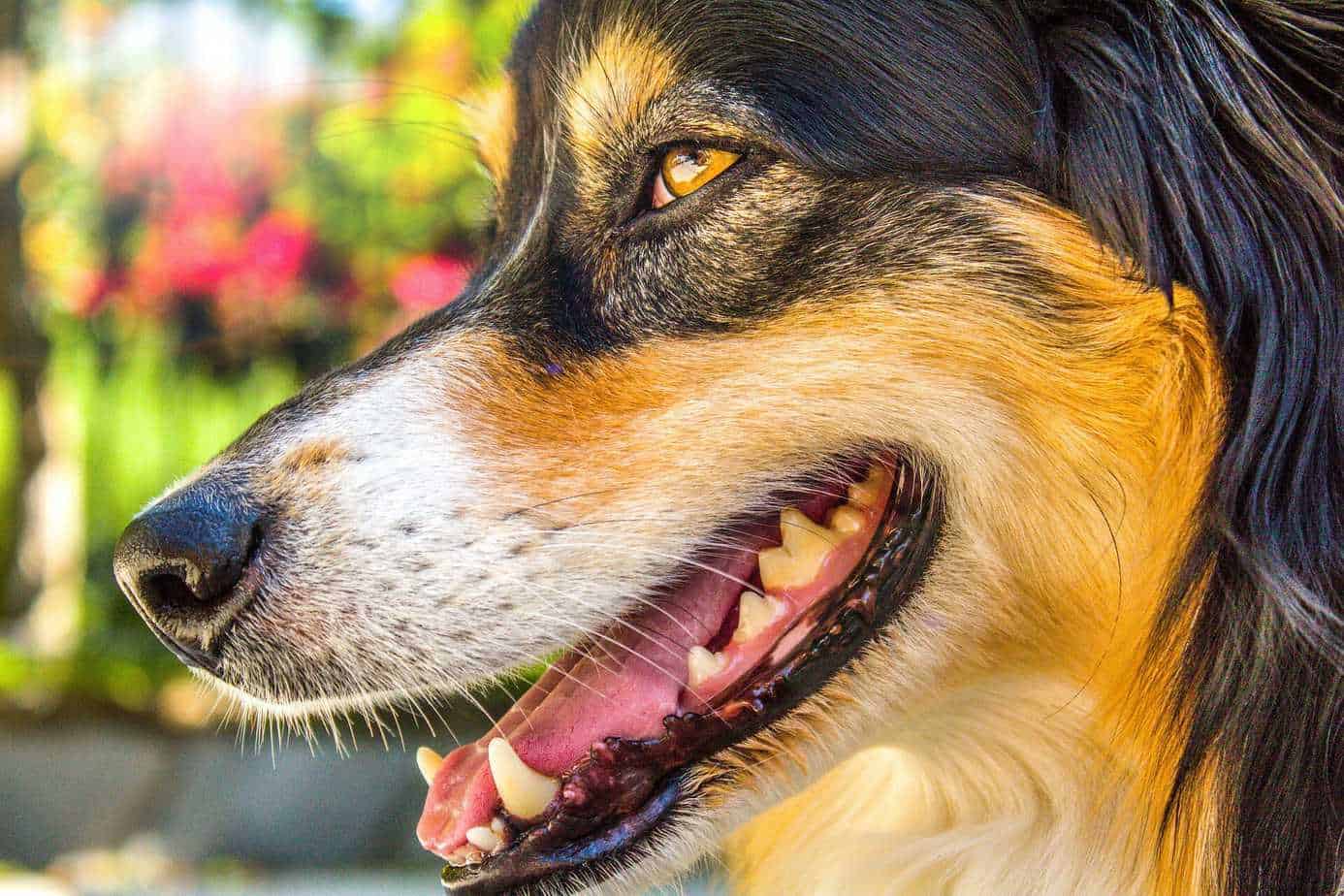 11 Most Common Dog Facial Expressions and What They Mean | Your Dog Advisor