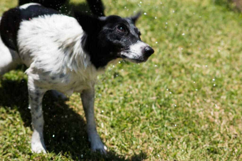 11 Things You Should Know About Fox Terriers | Your Dog Advisor