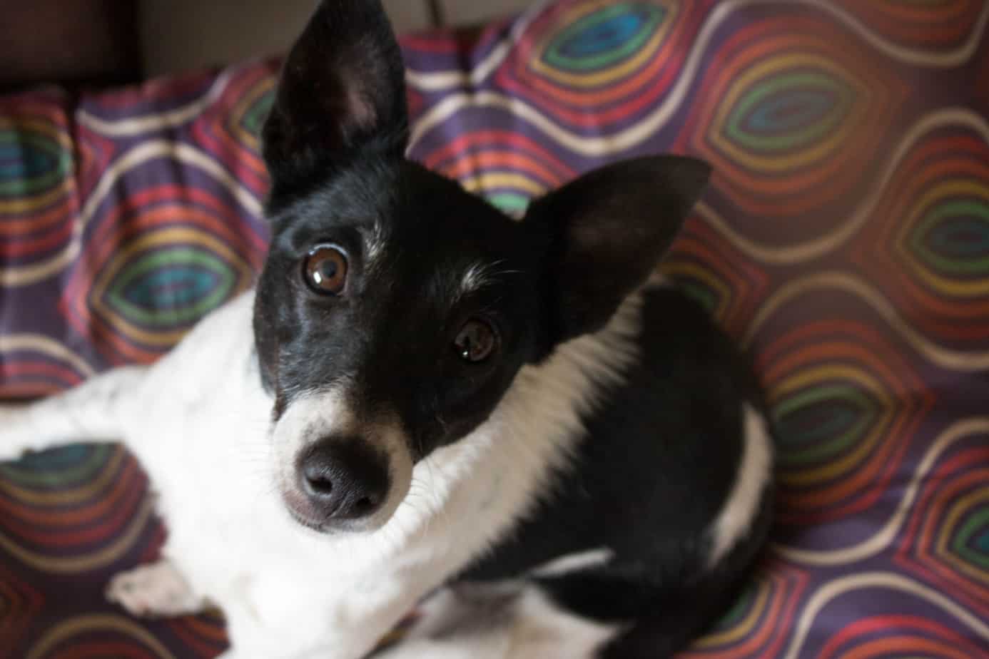 11 Things You Should Know About Fox Terriers | Your Dog Advisor