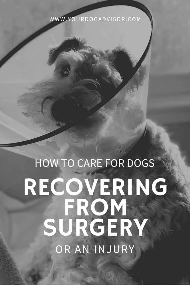 How To Care For Dogs Recovering From Surgery Or An Injury Your Dog Advisor how-to-care-for-dogs-recovering-from-surgery-or-an-injury-your-dog-advisor