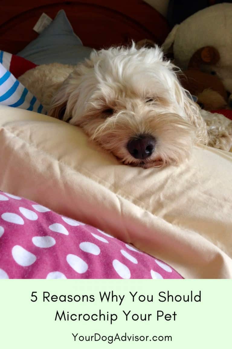 5 Reasons Why You Should Microchip Your Pet | Your Dog Advisor