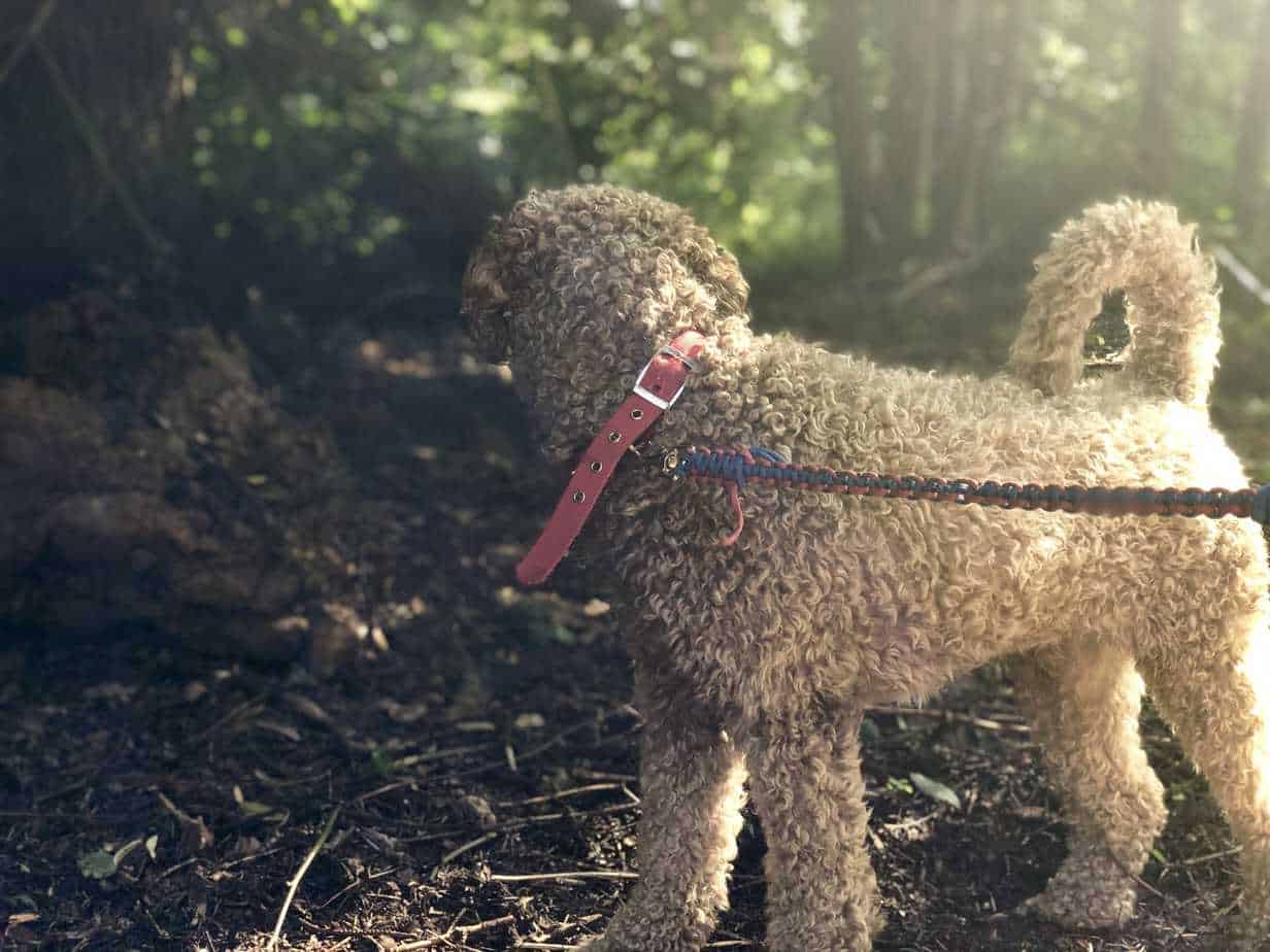 5 Reasons Why You Should Microchip Your Pet | Your Dog Advisor