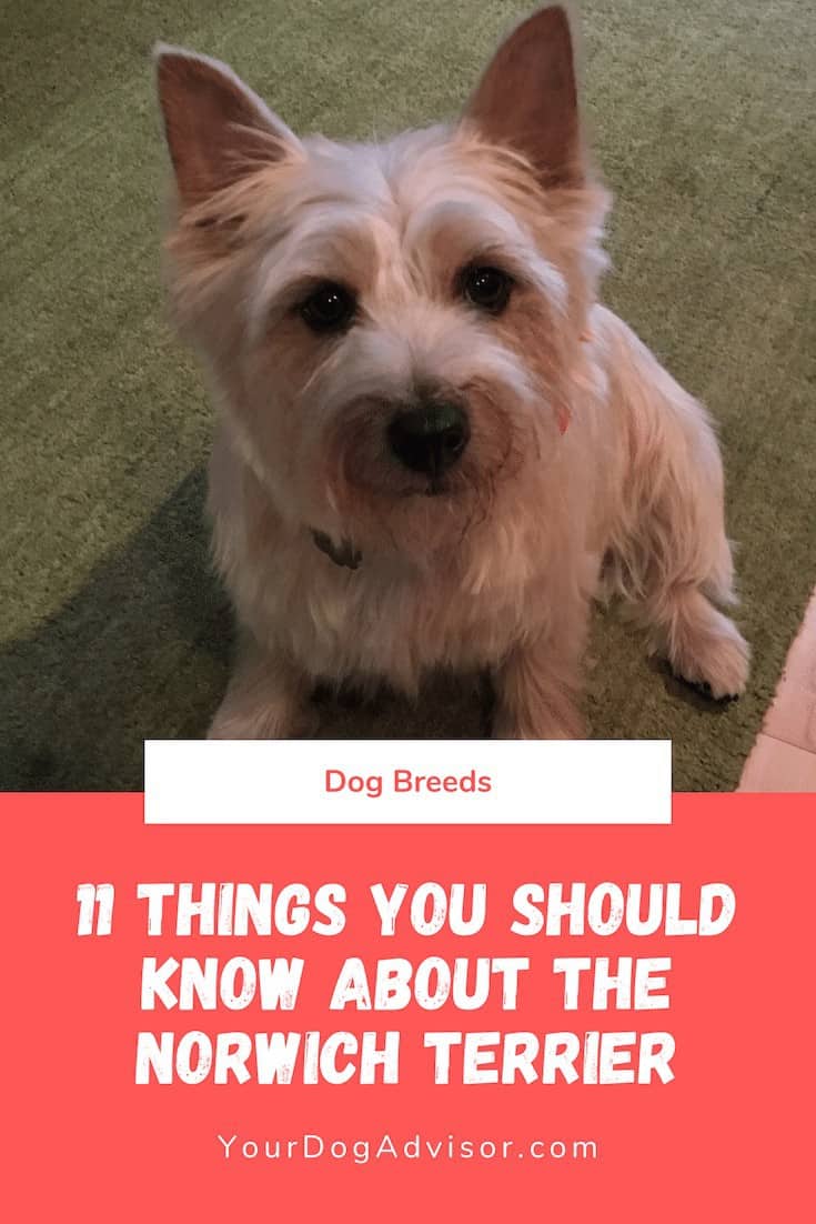 11 Things You Should Know About the Norwich Terrier | Your Dog Advisor