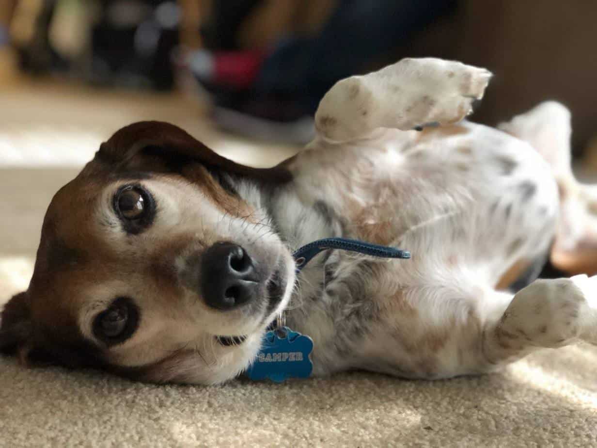 7 Reasons Why Dogs Howl and What You Can Do About It - Your Dog Advisor