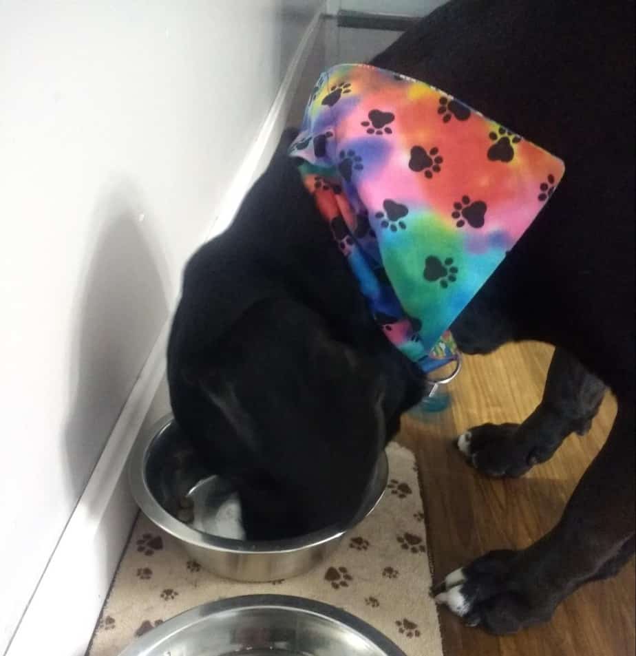 Idiopathic Head Tremors in Dogs: Should You Be Concerned? | Your Dog ...