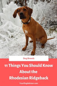 11 Things You Should Know about the Rhodesian Ridgeback | Your Dog Advisor