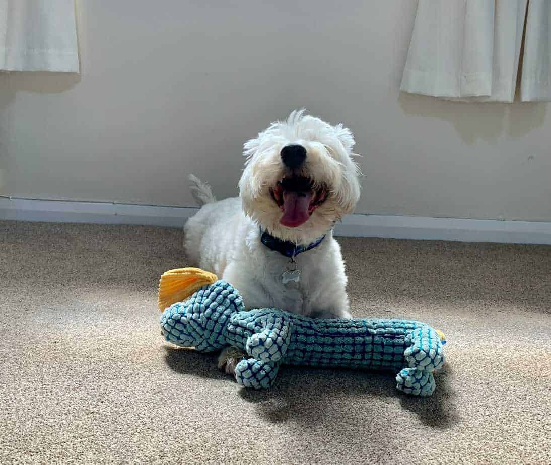 11 Things You Should Know About the West Highland White Terrier - Your ...